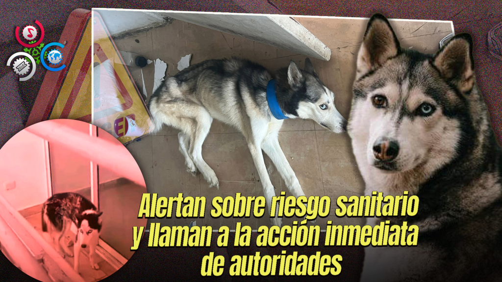 Vecinos denuncian maltrato animal en residencial Aqua 12: ¡Husky en ...