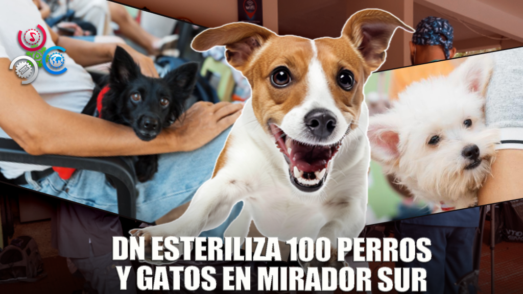 Alcaldía del DN esteriliza a 100 perros y gatos en Parque Mirador Sur ...