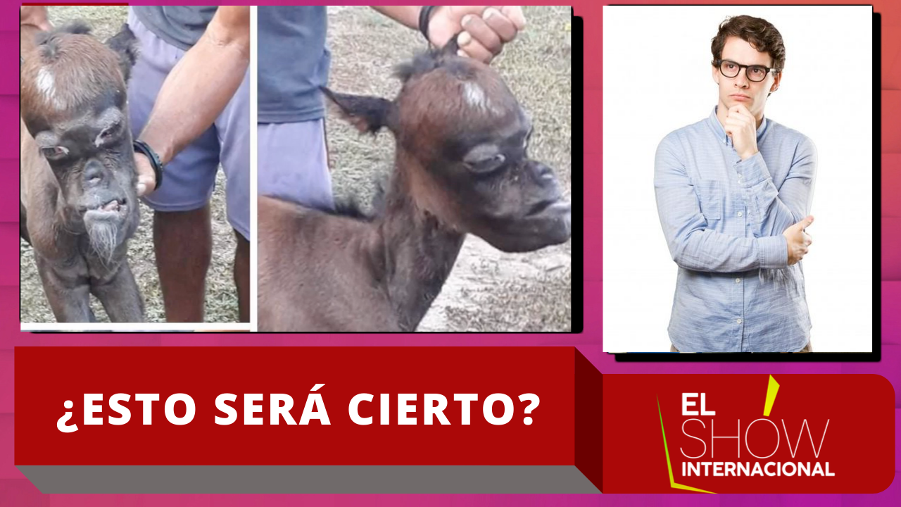 Mamola: ¿Puede un animal quedar embarazado de un hombre? - Cachicha.com