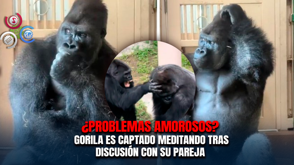 Gorila se vuelve viral tras ser captado “reflexionando” luego de una ...
